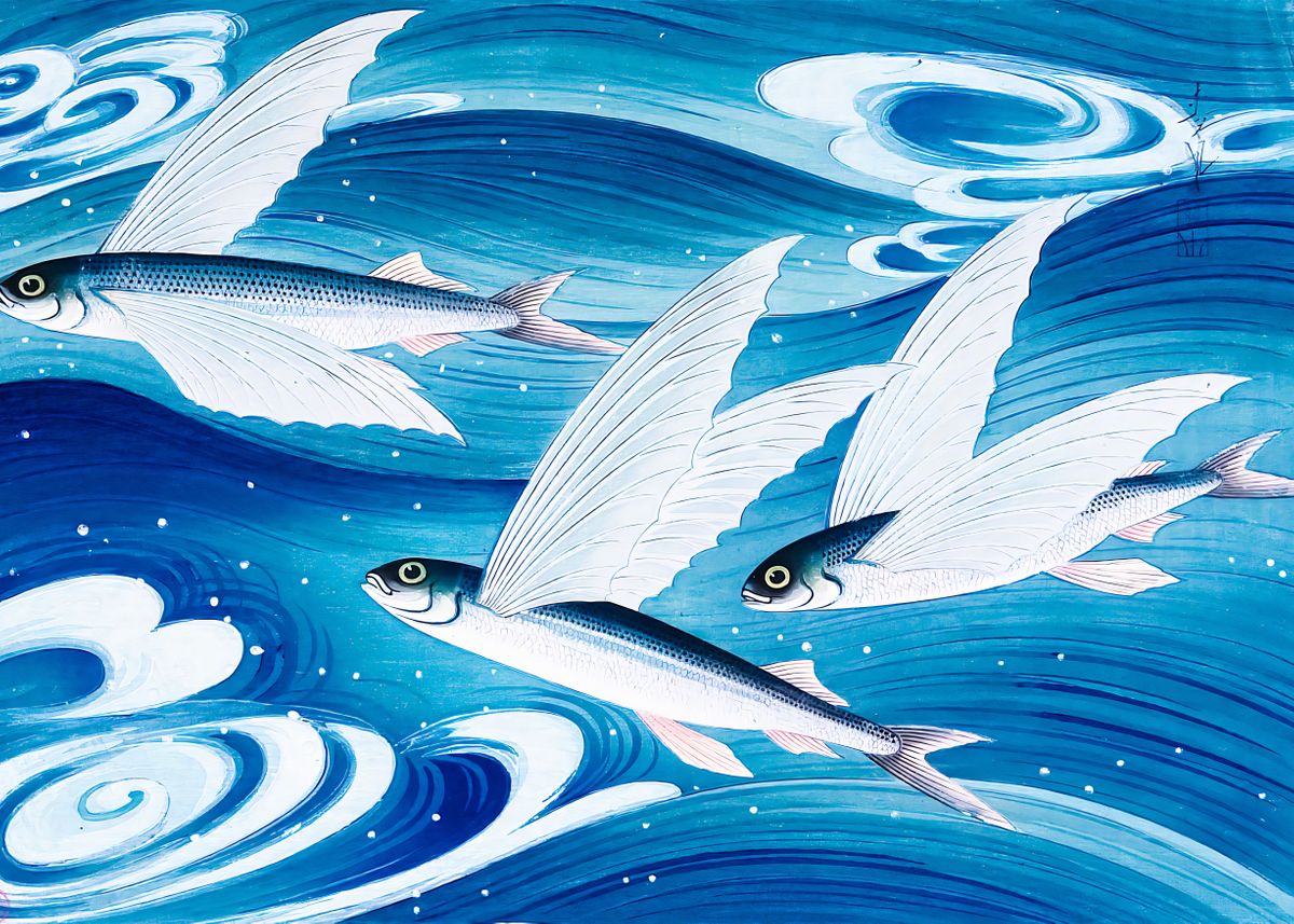 'Japanese flying fish' Poster by Fran Bradley | Displate