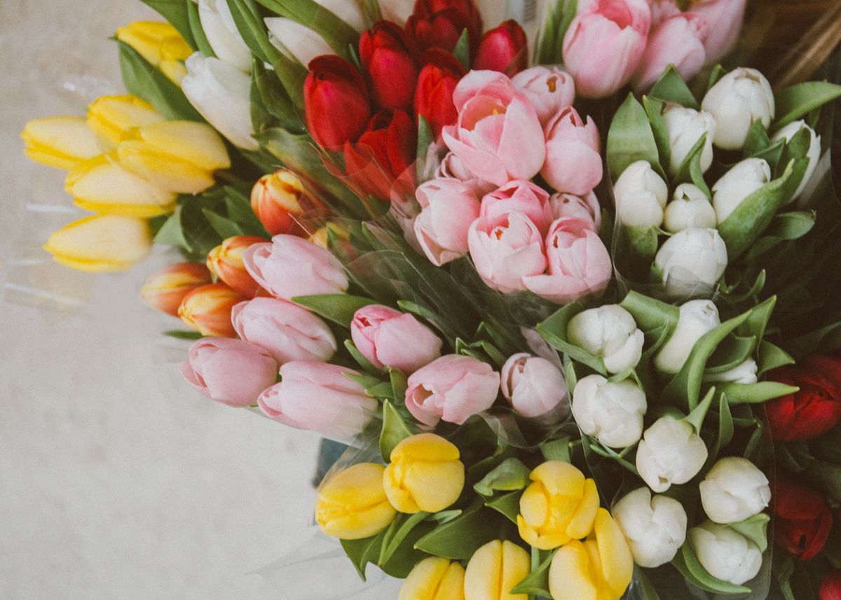'tulips ' Poster by Spring Flower | Displate