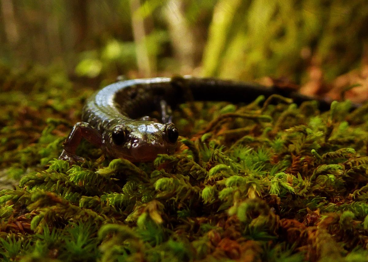 'looking salamander' Poster, picture, metal print, paint by PENGDUA XYZ ...