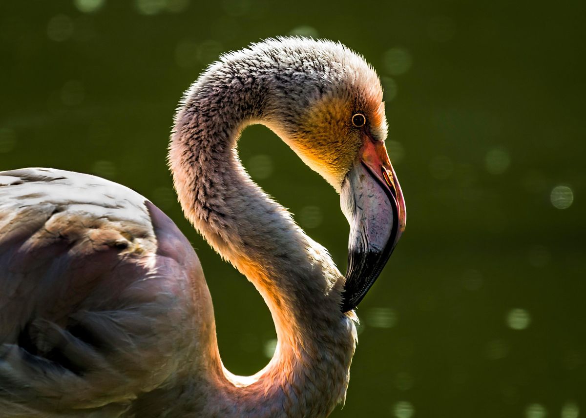'Flamingo' Poster by JOHN TEAM | Displate