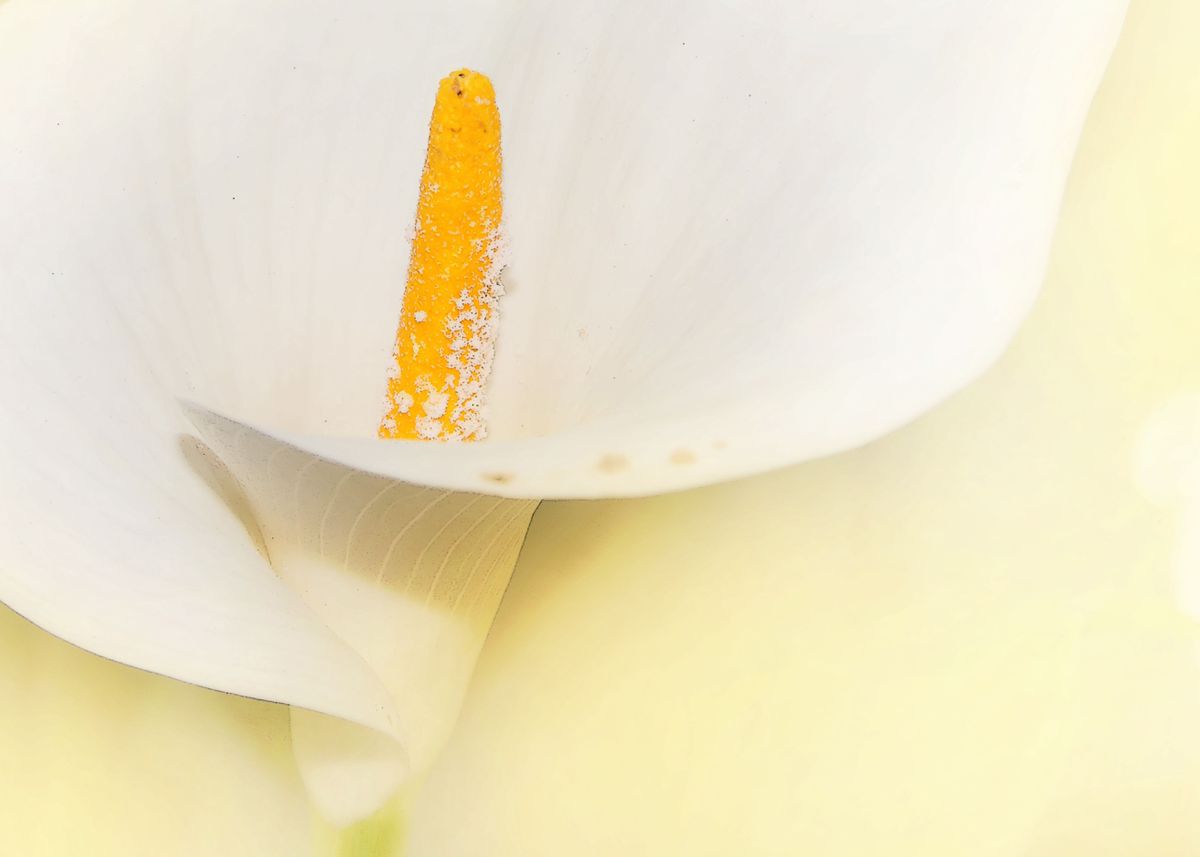 'spotted calla' Poster, picture, metal print, paint by Travel Travel ...