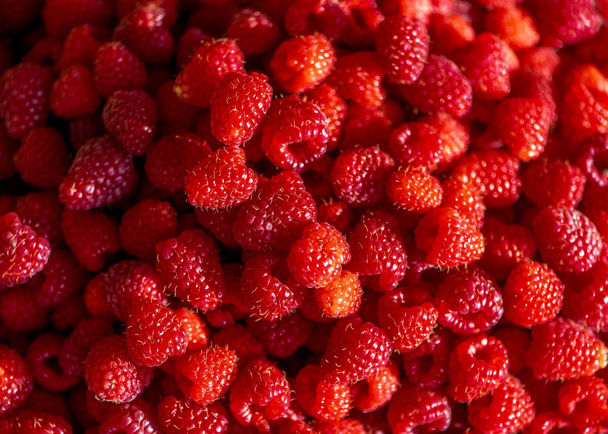 'Red raspberries full frame' Poster, picture, metal print, paint by ...