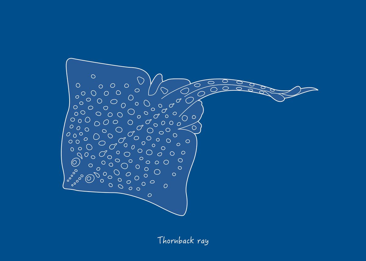 'Sea Fish ' Poster by Angling Knots | Displate