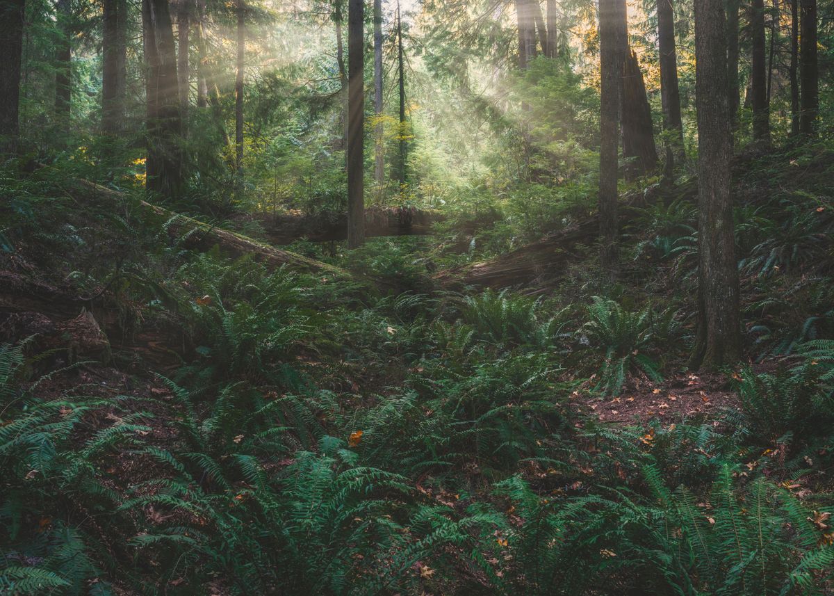 'Among the ferns' Poster, picture, metal print, paint by Louis Ruth ...