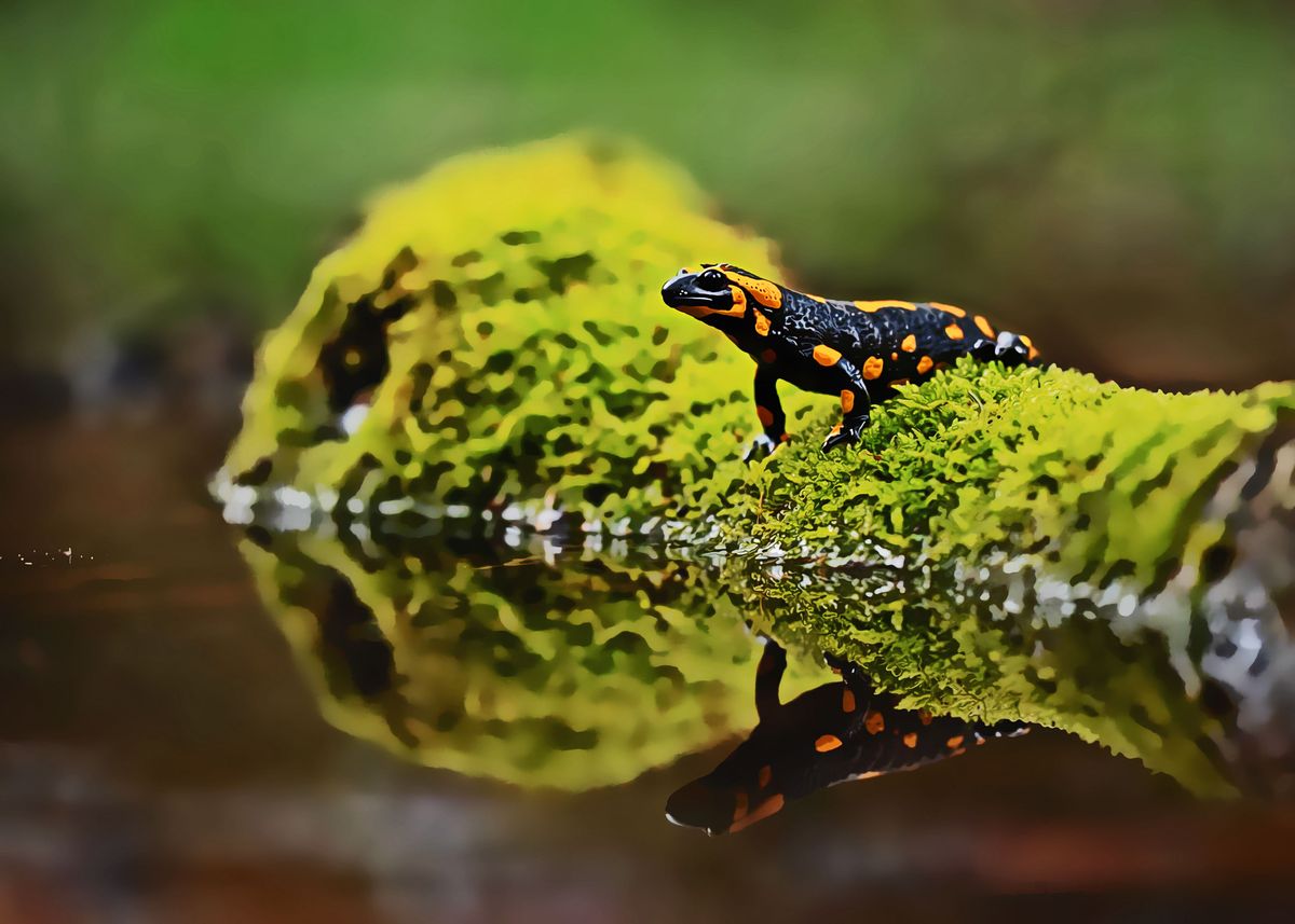 'A SALAMANDER' Poster by PENGDUA XYZ | Displate