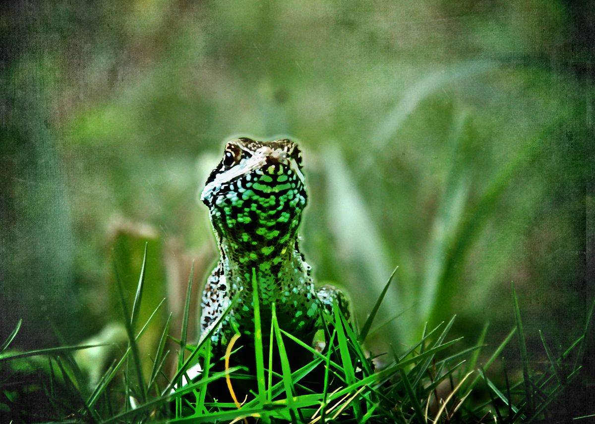 'SALAMANDER in nature' Poster, picture, metal print, paint by PENGDUA ...