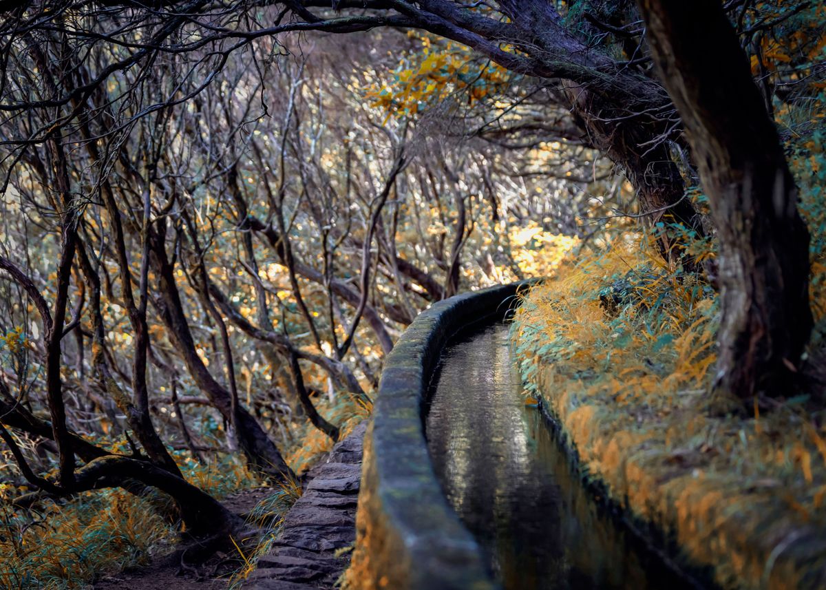 ' Levadas,Madeira,Portugal' Poster by anettastar | Displate