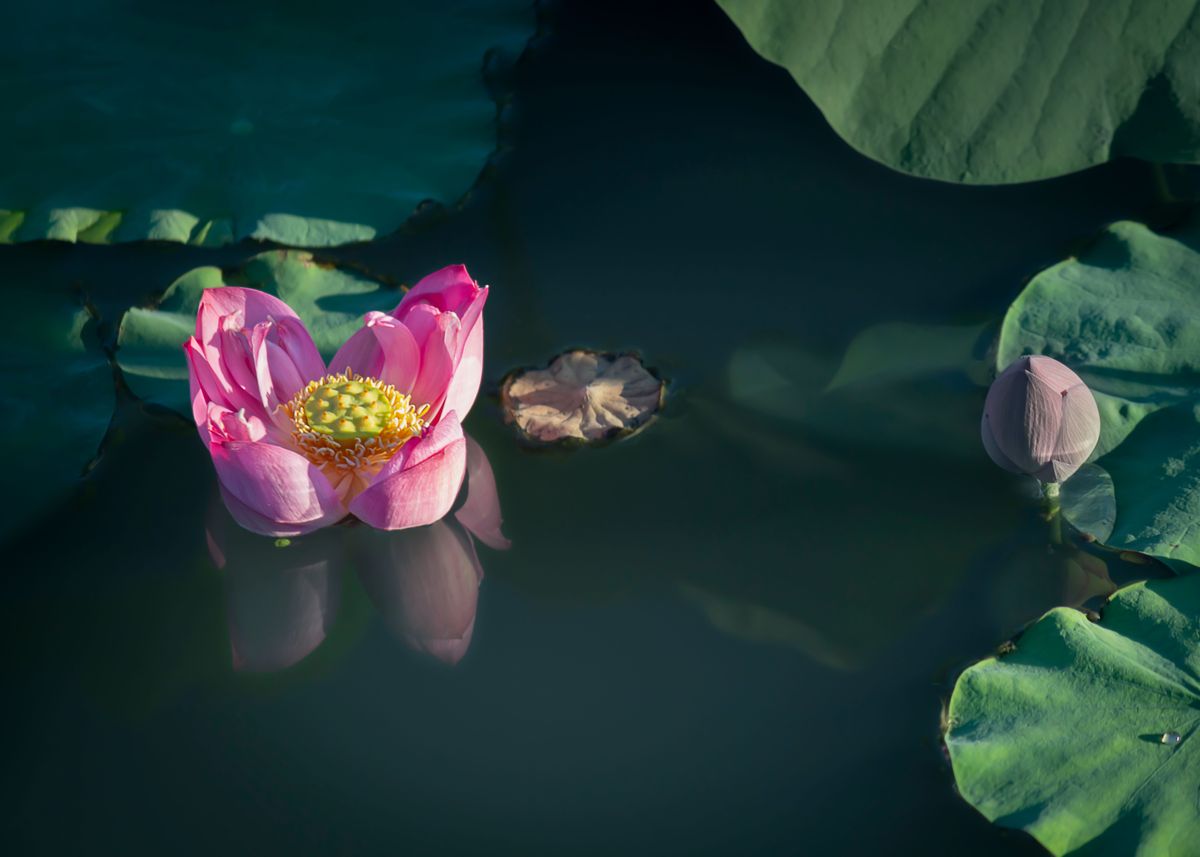 'lotus' Poster by HanPing Tseng | Displate