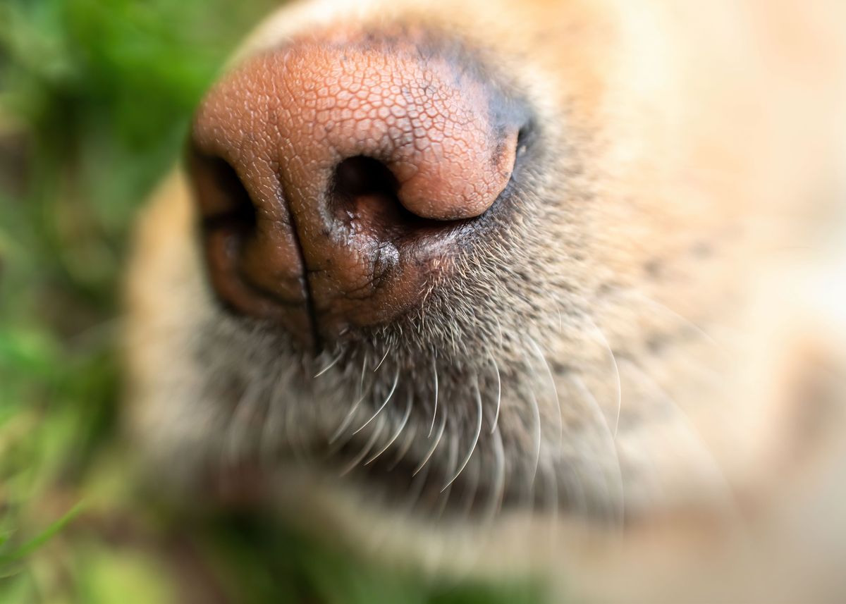 'Dodo nose' Poster, picture, metal print, paint by Roberto Agostini ...