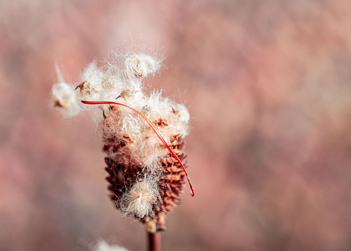 'Amazing flora' Poster, picture, metal print, paint by Malwina Lewinska ...