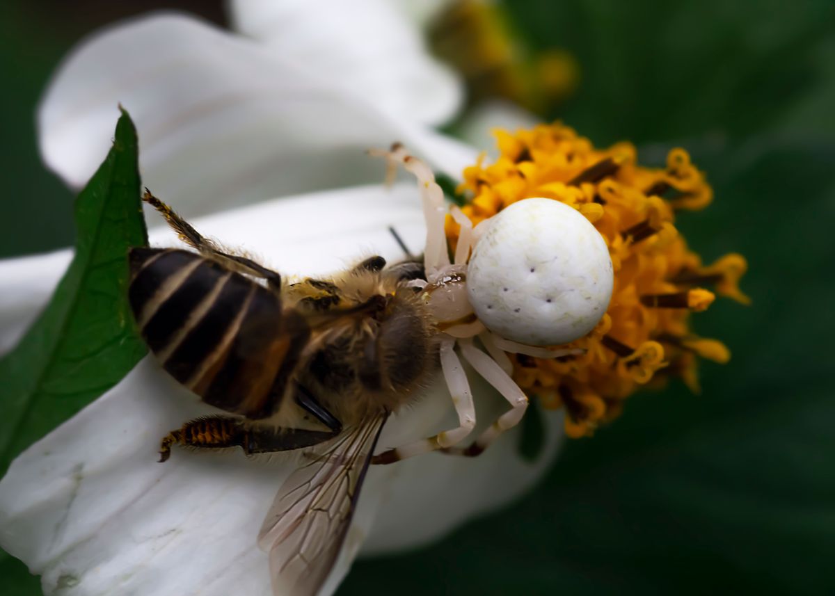 'Spiders and bees' Poster, picture, metal print, paint by HanPing Tseng ...