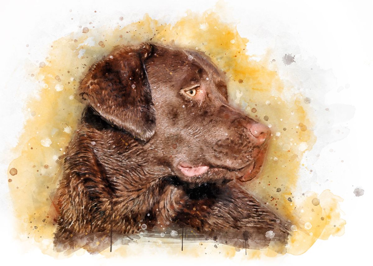 'Chocolate Labrador ' Poster, picture, metal print, paint by PetsArt ...