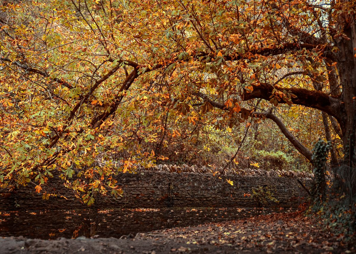 'Autumn Tree' Poster, picture, metal print, paint by Svetlana Sewell ...