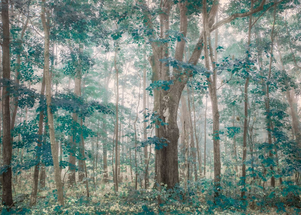 'Foggy Blue Green Forest' Poster, picture, metal print, paint by Brooke ...