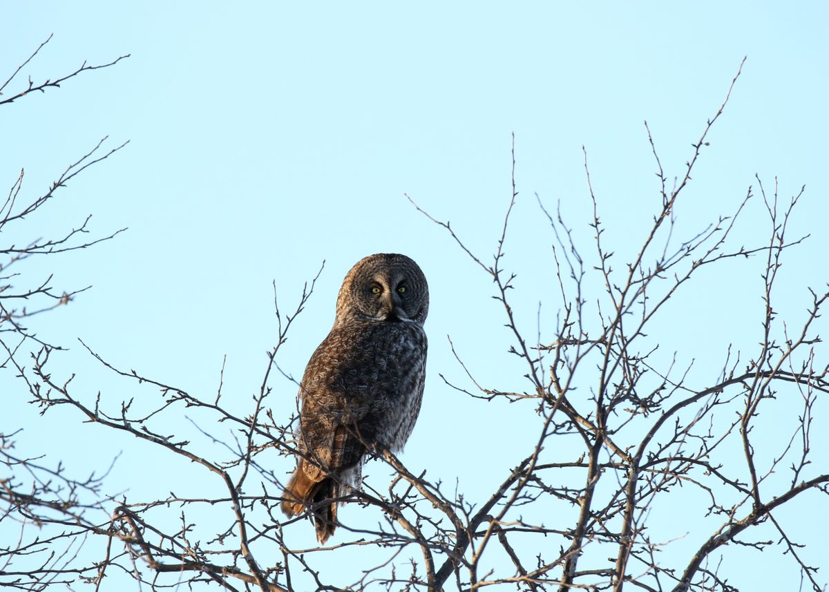'Golden hour' Poster by Thee Owl Queen | Displate