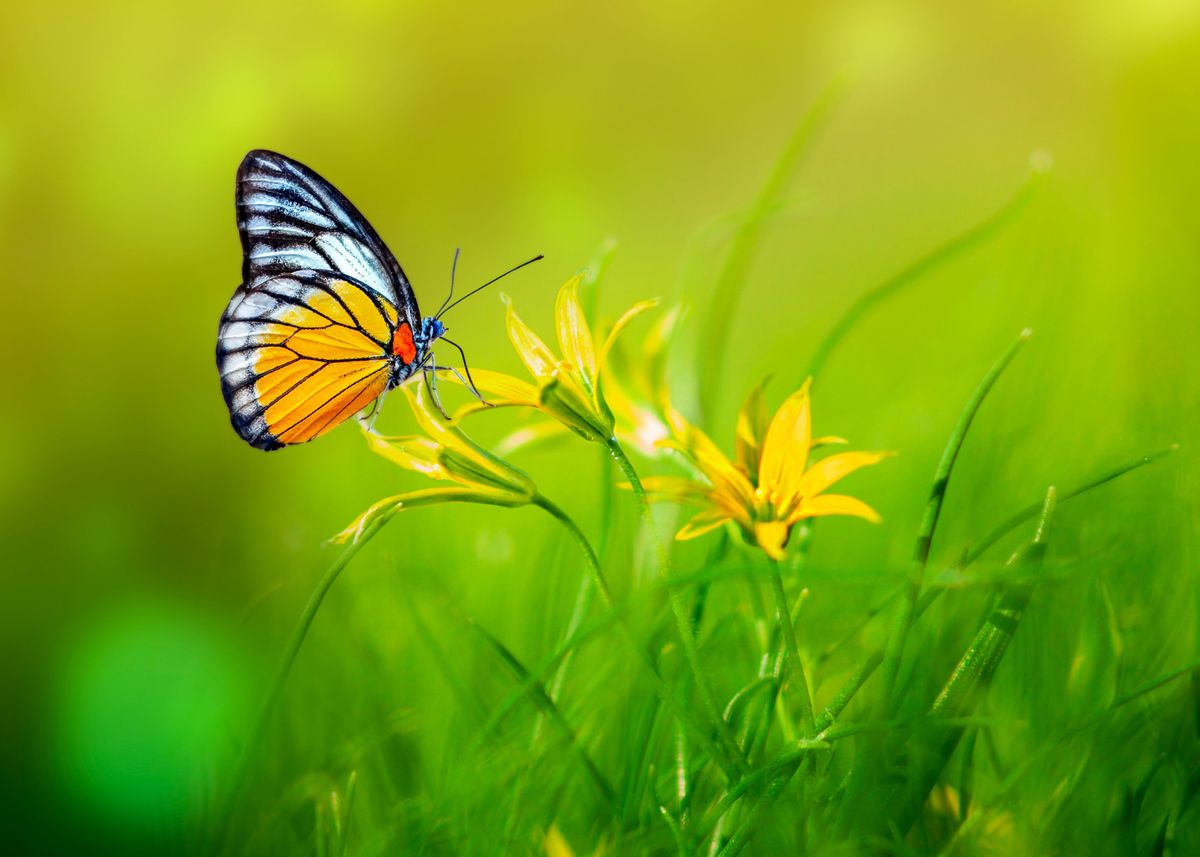 Real Butterfly In Nature