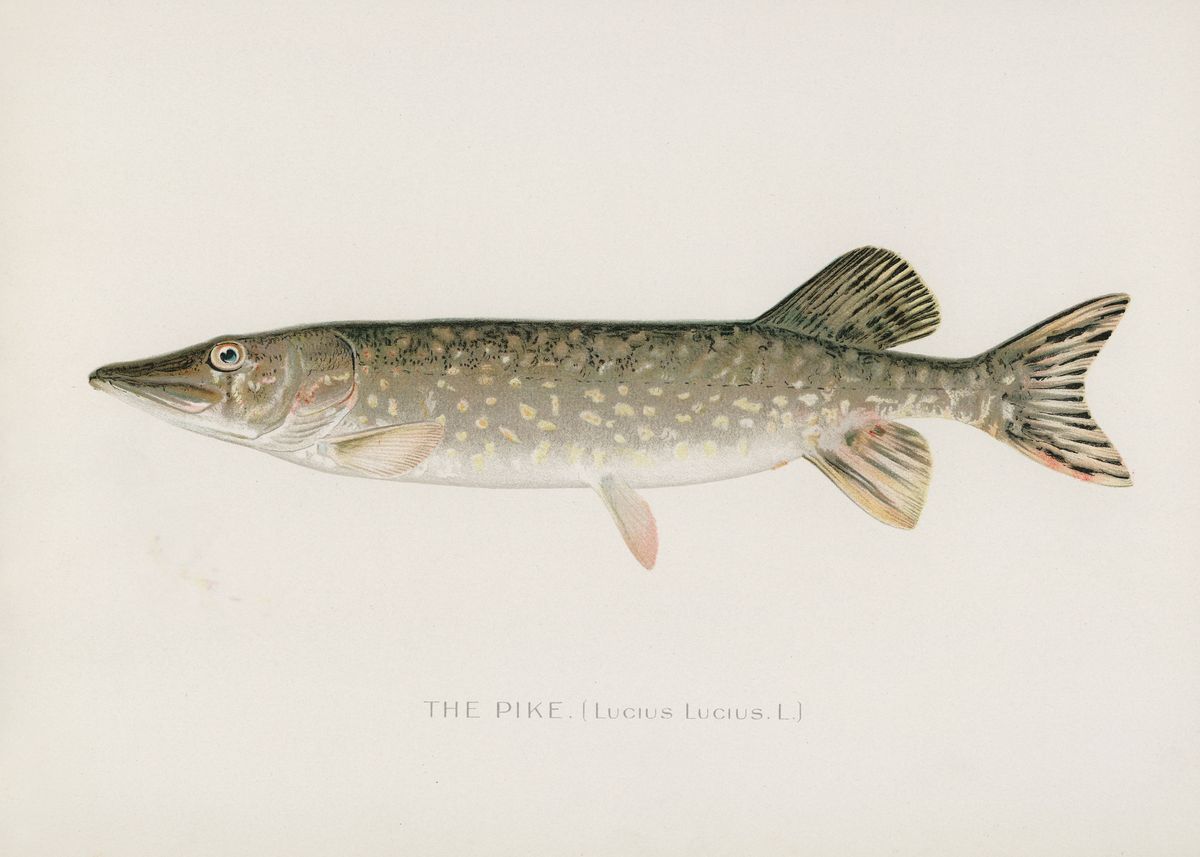 'Pike Fish' Poster, picture, metal print, paint by crbn design | Displate