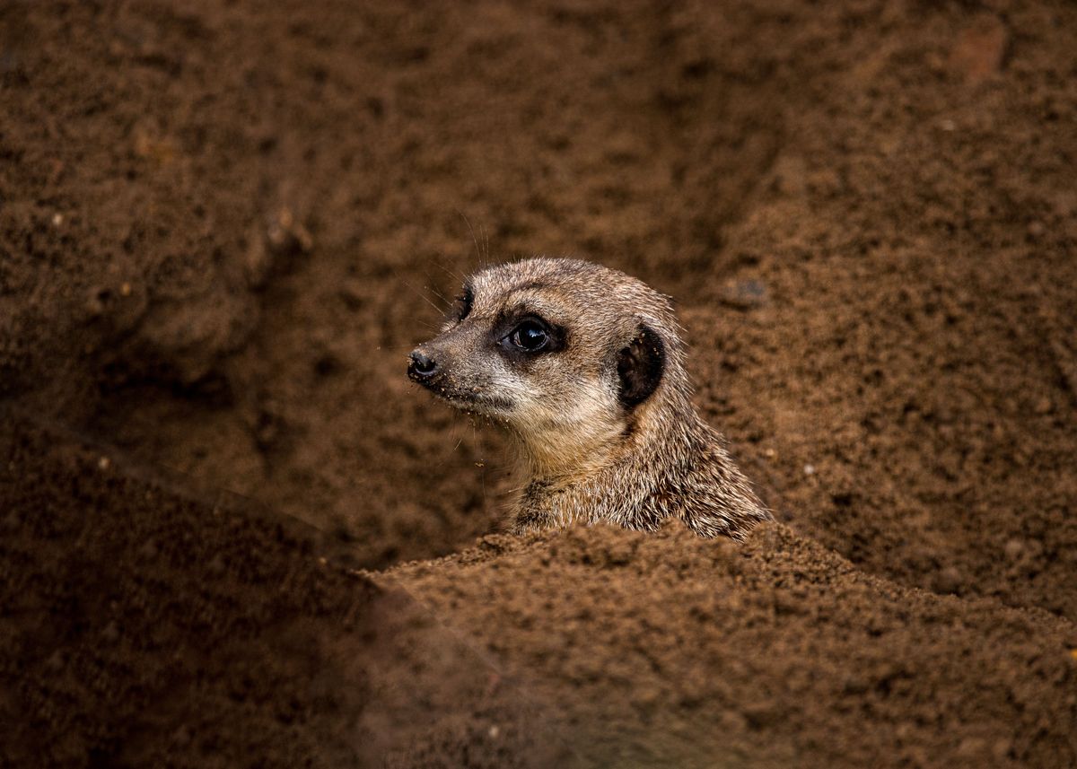 'One Meerkat' Poster, picture, metal print, paint by Greenhawk | Displate