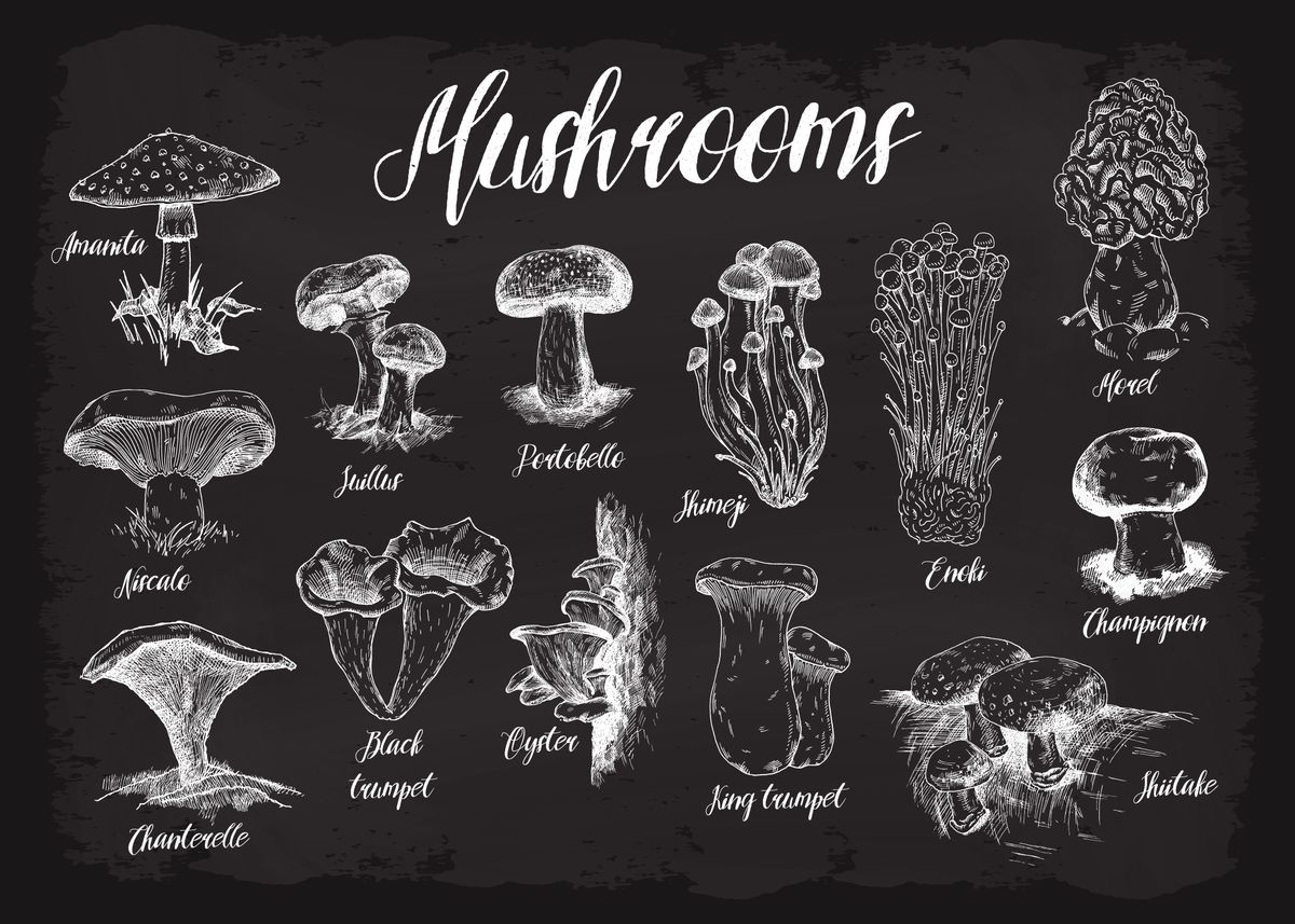 'Mushrooms Guide Types' Poster by dkDesign | Displate