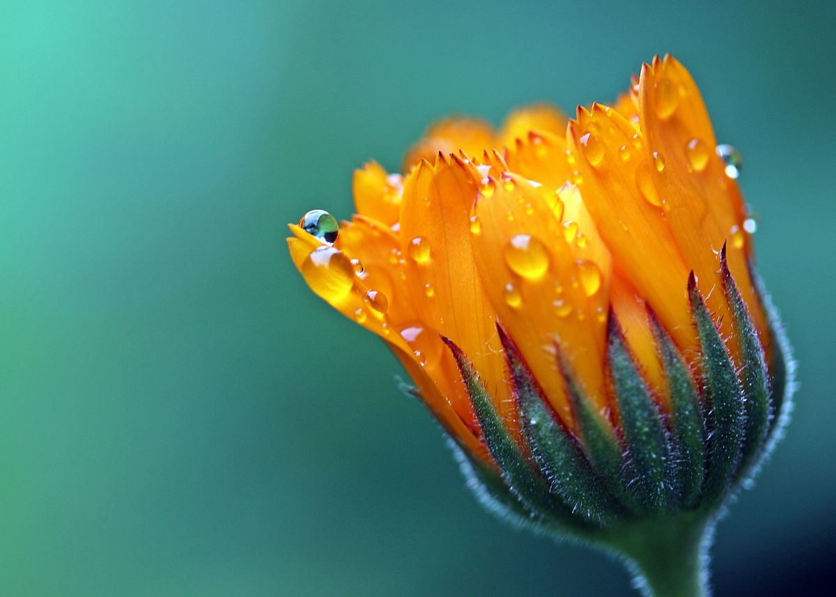 'marigold ' Poster by Fast Elevator | Displate