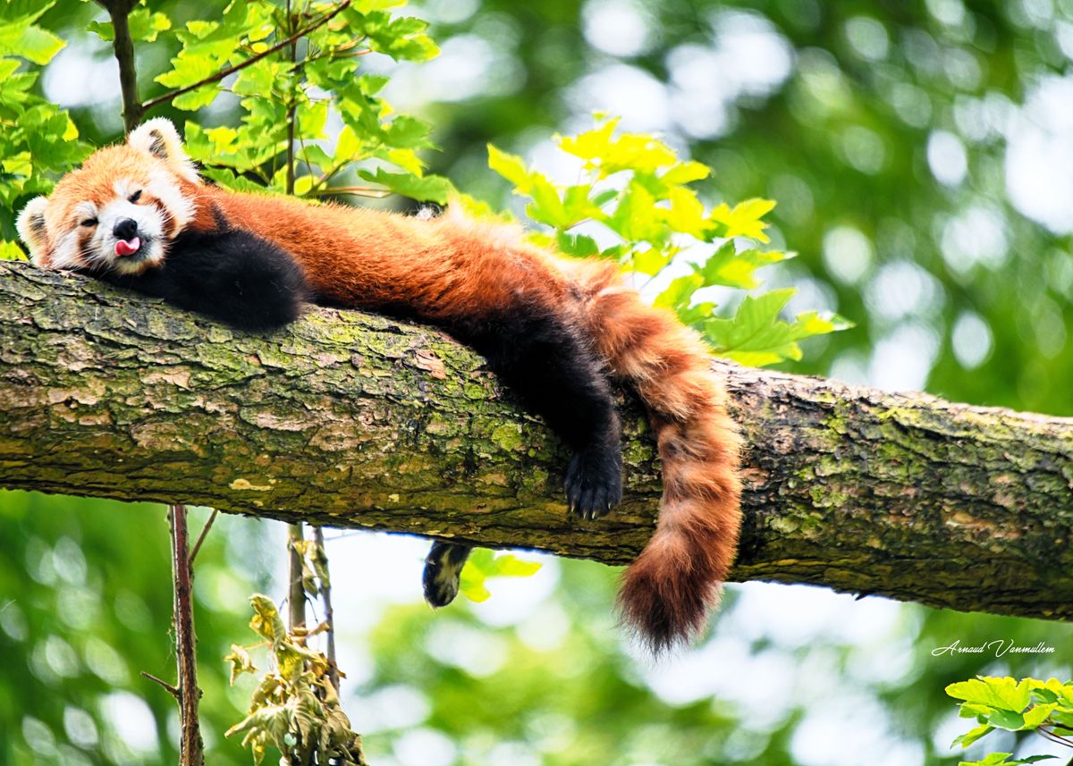 'Panda Roux' Poster, picture, metal print, paint by Arnaud Vanmullem ...