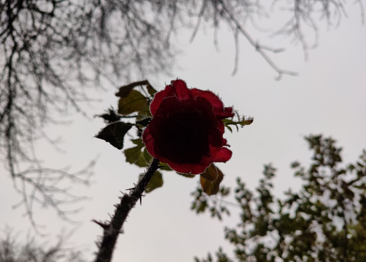 'in the shadow of the Rose' Poster, picture, metal print, paint by ...