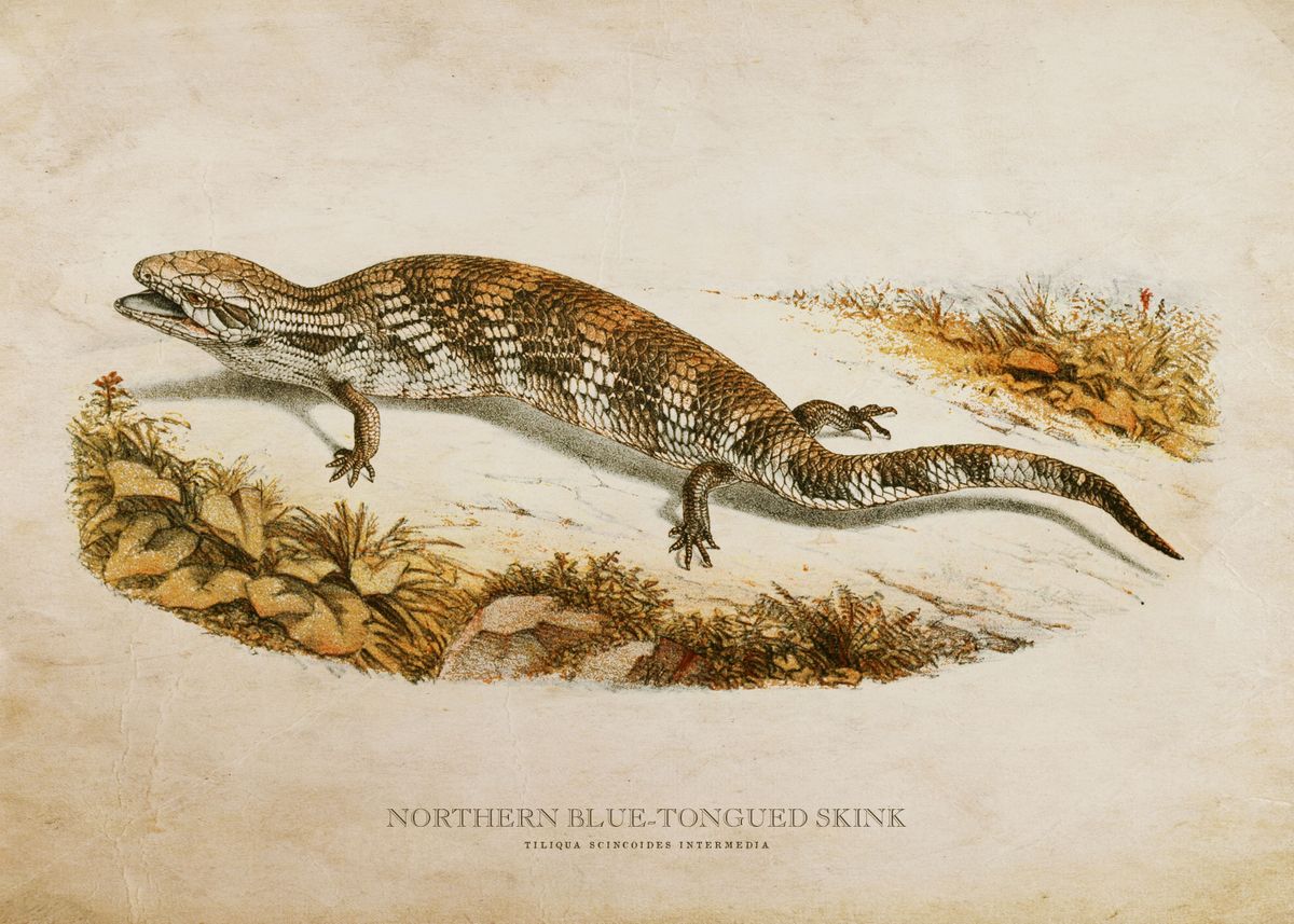 'Blue Tongued Skink' Poster, picture, metal print, paint by Aged Pixel ...