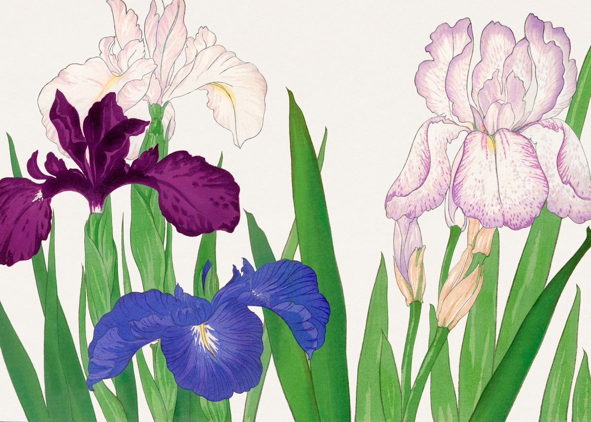 'Iris flower' Poster, picture, metal print, paint by Portokalis | Displate