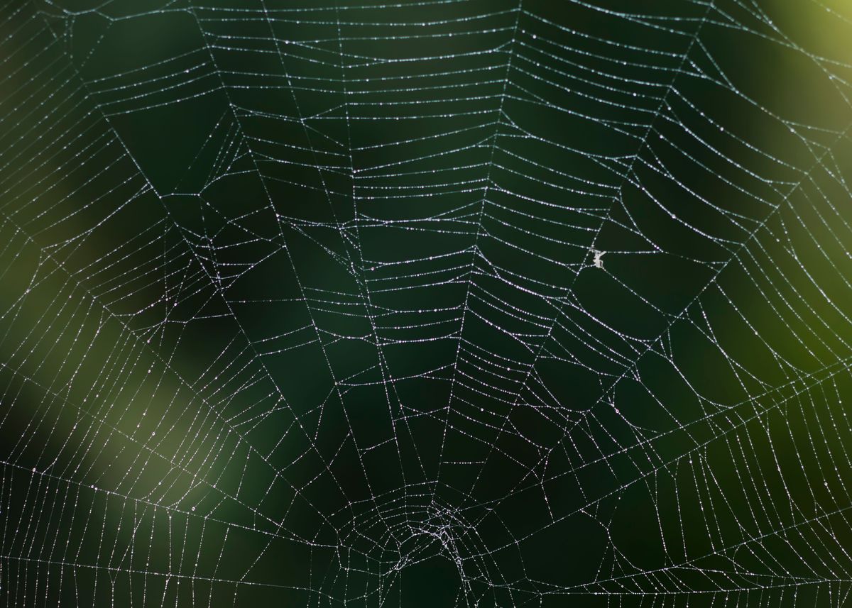'Spiderweb close up' Poster by Katie Flenker | Displate