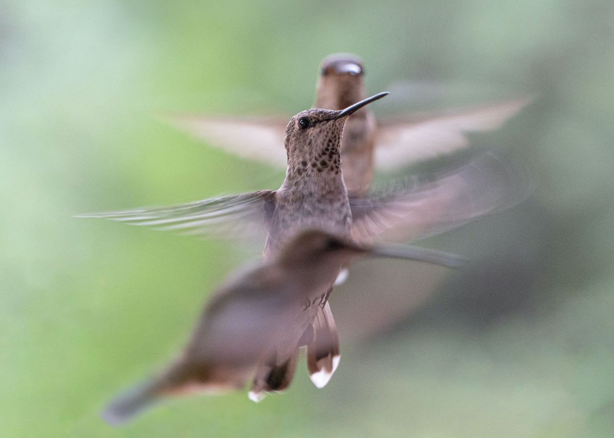 'Hummingbird Buzz' Poster, picture, metal print, paint by Stephen ...