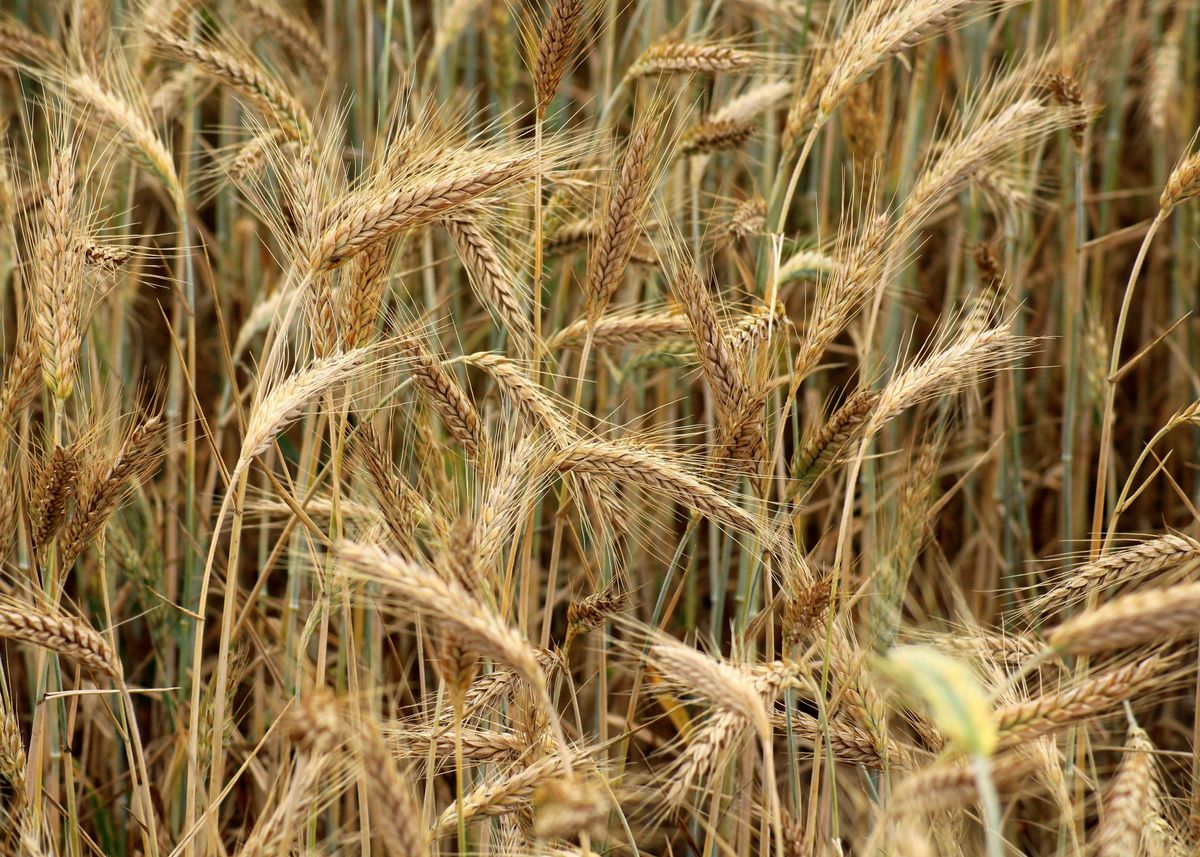 'barley' Poster by mystery box | Displate