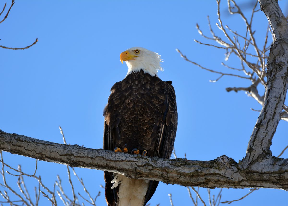 'Bald Eagle on A Winter Day' Poster, picture, metal print, paint by ...