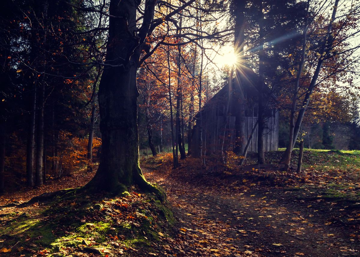 'Autumn forest, sunlight ' Poster, picture, metal print, paint by ...