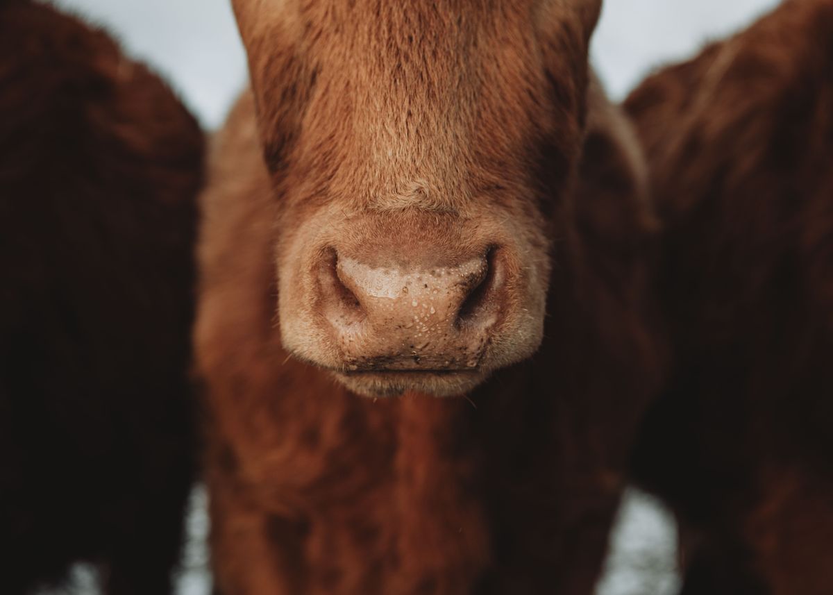 'Calfs wet nose detail' Poster, picture, metal print, paint by Tomáš ...