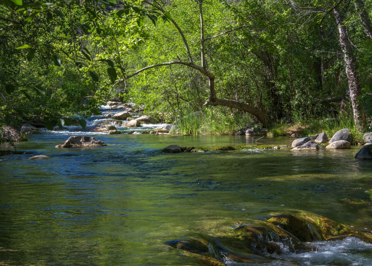 'Green Forest and River' Poster, picture, metal print, paint by crbn ...