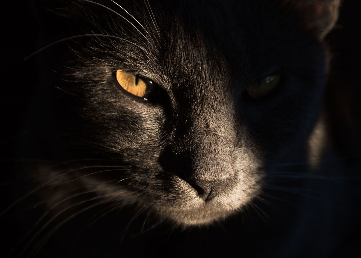'assertive cat' Poster, picture, metal print, paint by Travel Travel ...
