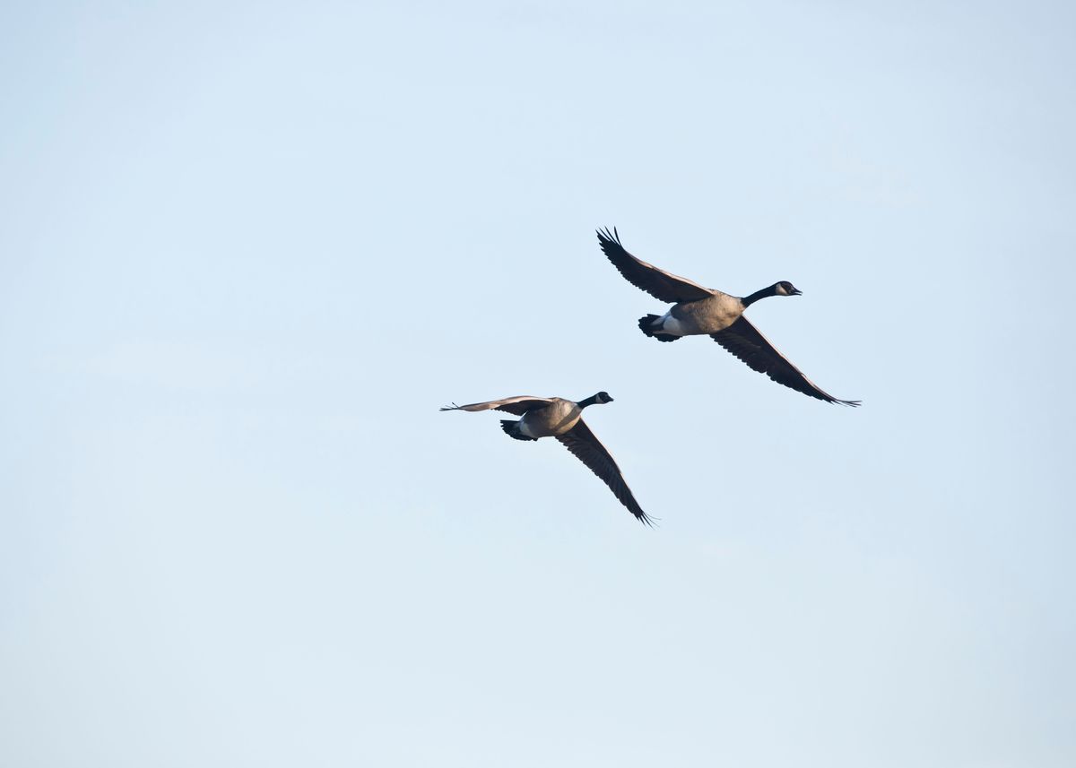 'Two geese flying overhead' Poster, picture, metal print, paint by ...