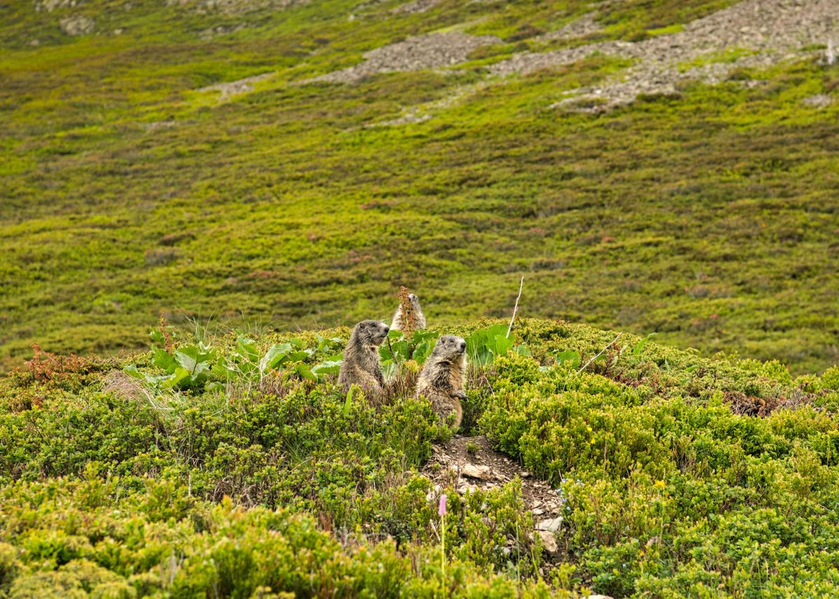 '3 Marmots in the Swissalps' Poster, picture, metal print, paint by ...
