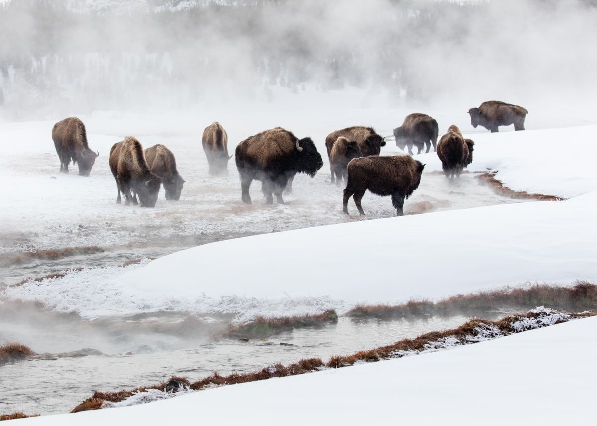 'Bison Migration' Poster, picture, metal print, paint by Sam Brady ...
