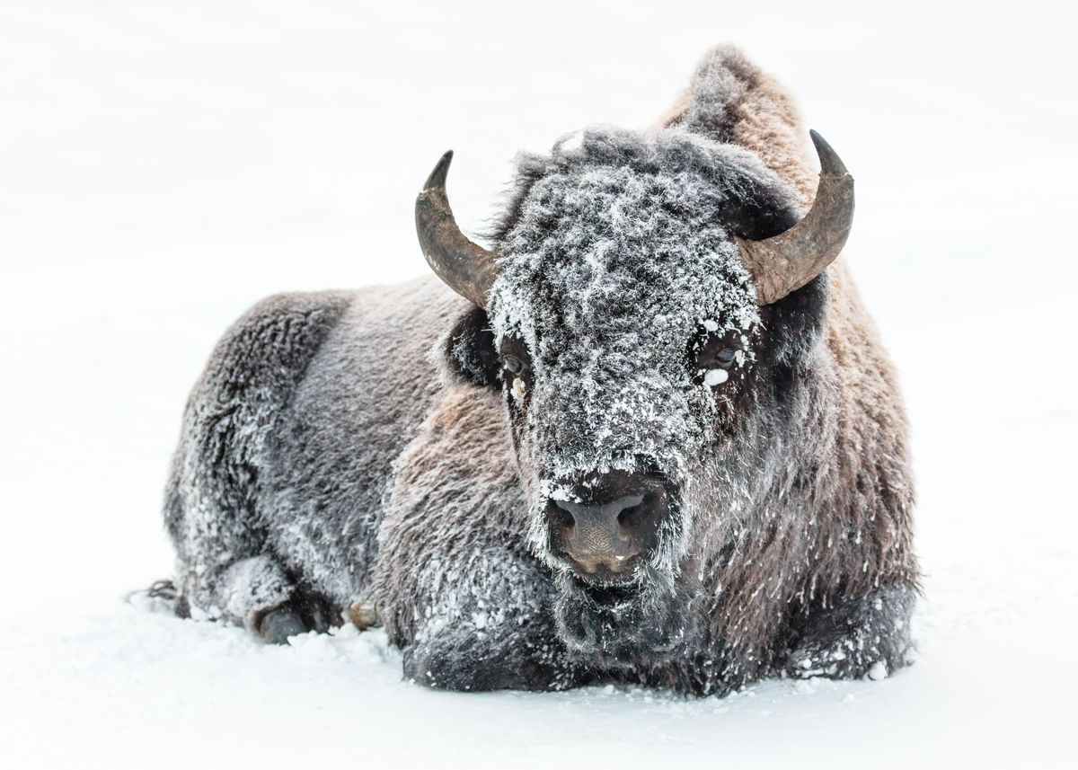 'Bison in Snow' Poster, picture, metal print, paint by Sam Brady | Displate
