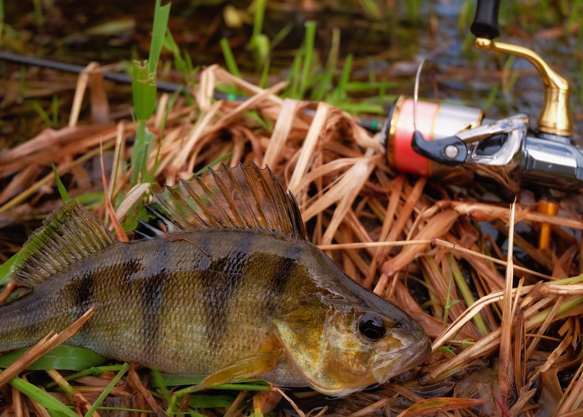 'Europen perch' Poster, picture, metal print, paint by Kanstantsin ...