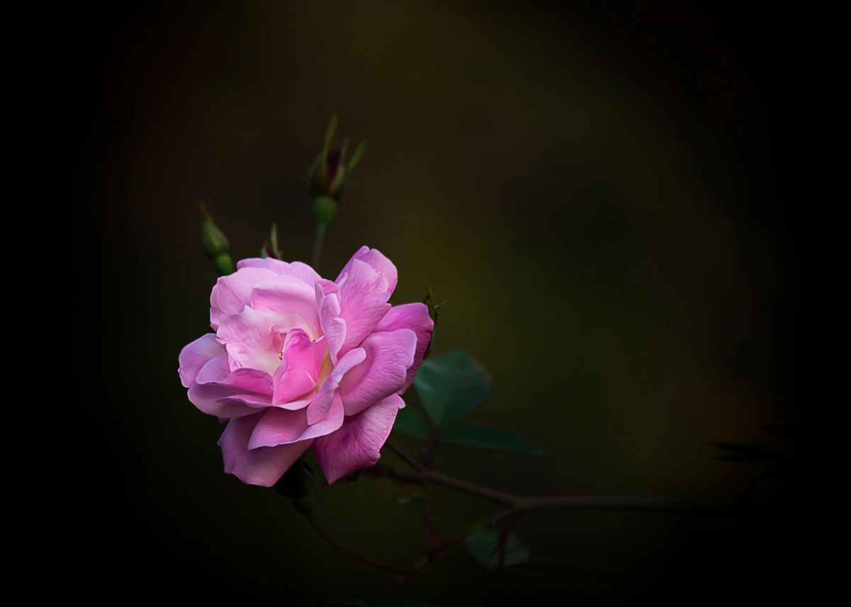 'Rose' Poster, picture, metal print, paint by HanPing Tseng | Displate