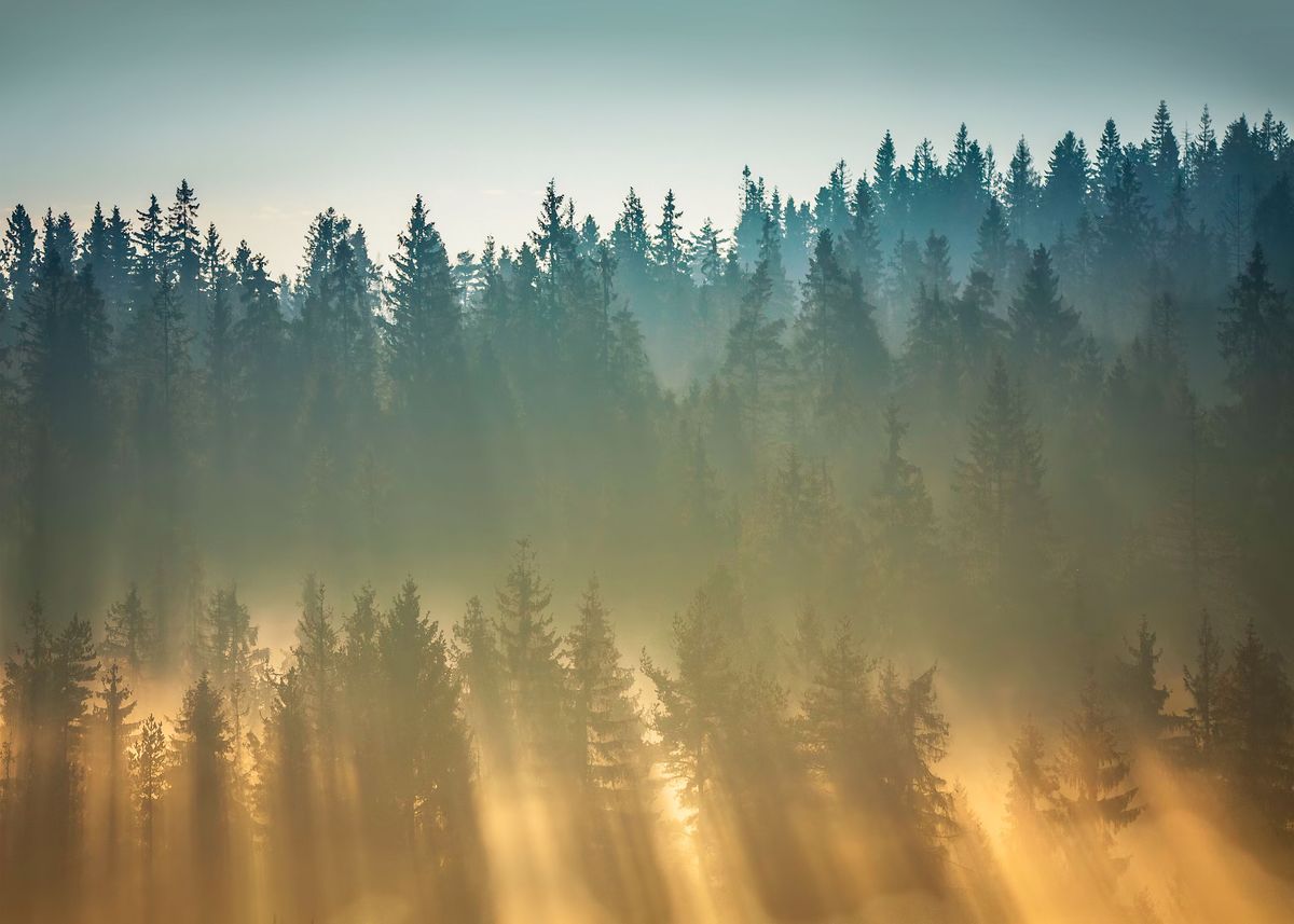 'Warm forest' Poster, picture, metal print, paint by MCAshe Art | Displate