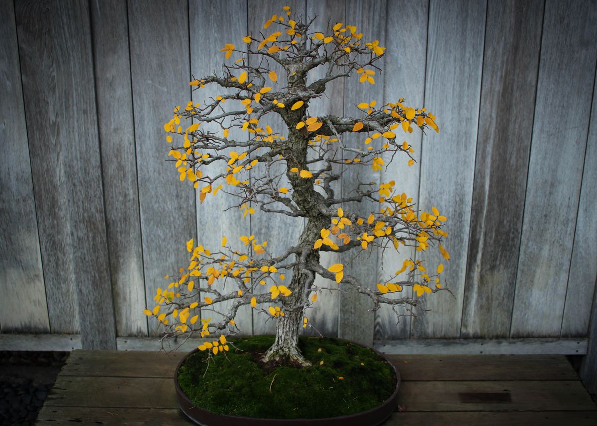 'Crafted Bonsai' Poster by Stephen Bredenkamp | Displate