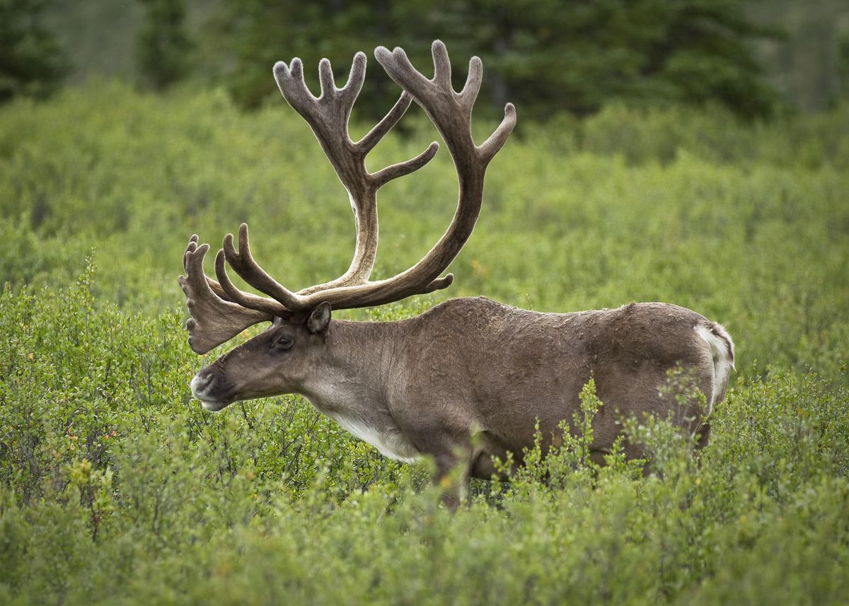 'Moose call ' Poster, picture, metal print, paint by Sam Brady | Displate
