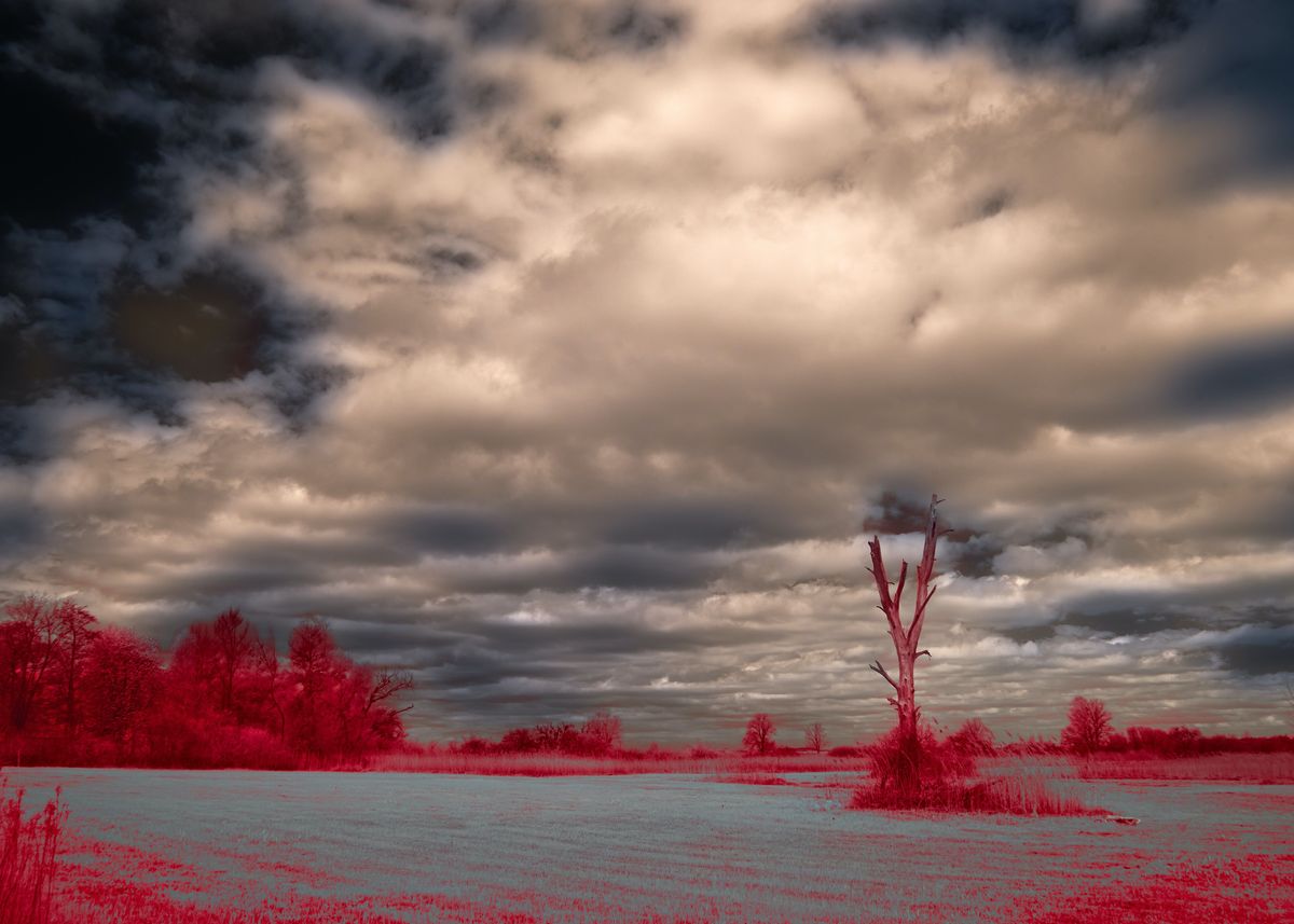 'Tree in open space' Poster, picture, metal print, paint by Stephen ...