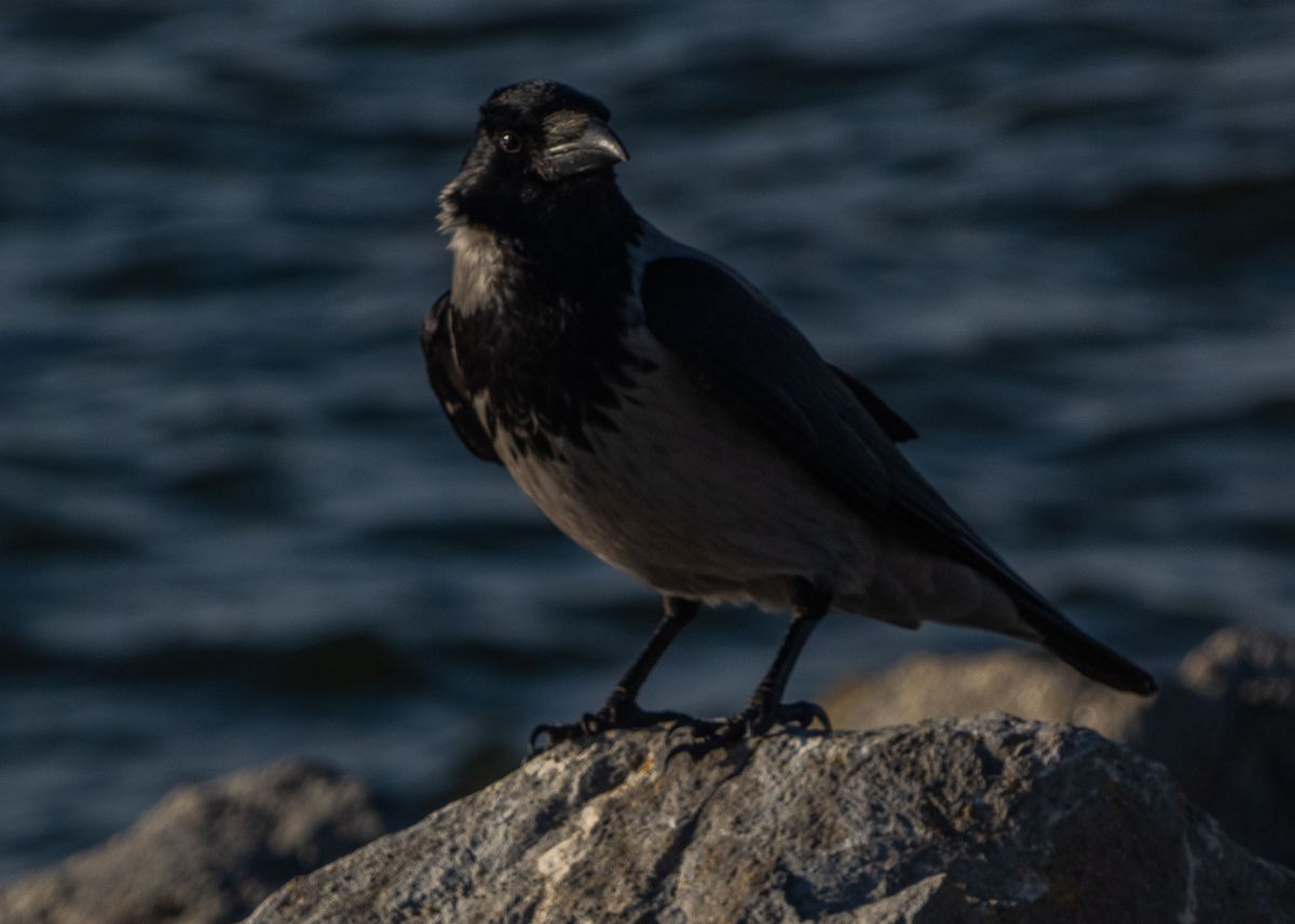 'Jhon The Crow' Poster, picture, metal print, paint by mypokedex | Displate