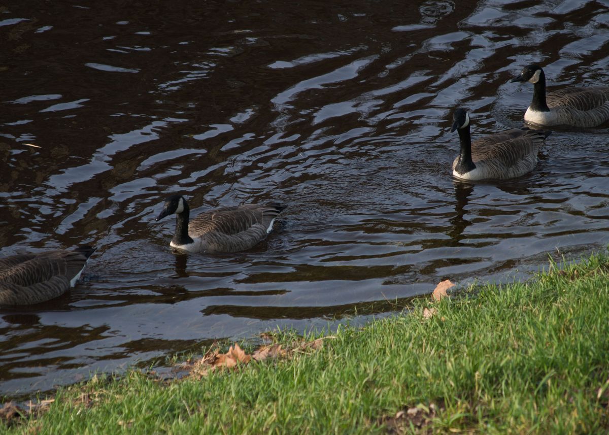 'Four Canada Geese' Poster, picture, metal print, paint by Shahruk ...