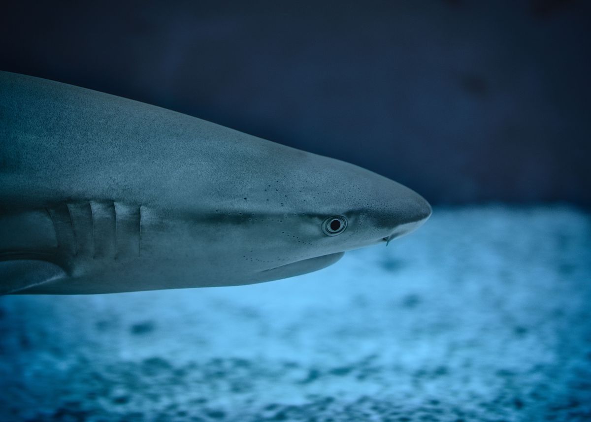 'Sharks in the Deep Blue' Poster by Stephen Bredenkamp | Displate