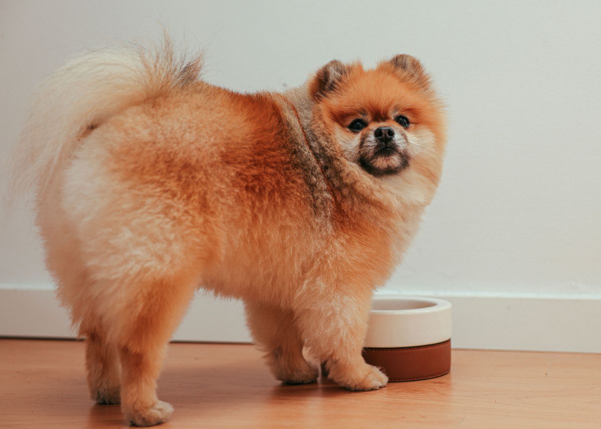 'FUNNY FAT DOG' Poster, picture, metal print, paint by PRIMNEPTI LERT ...